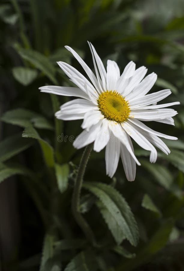 Daisy Pollen Under Electron Microscope Stock Photo - Image of dust ...