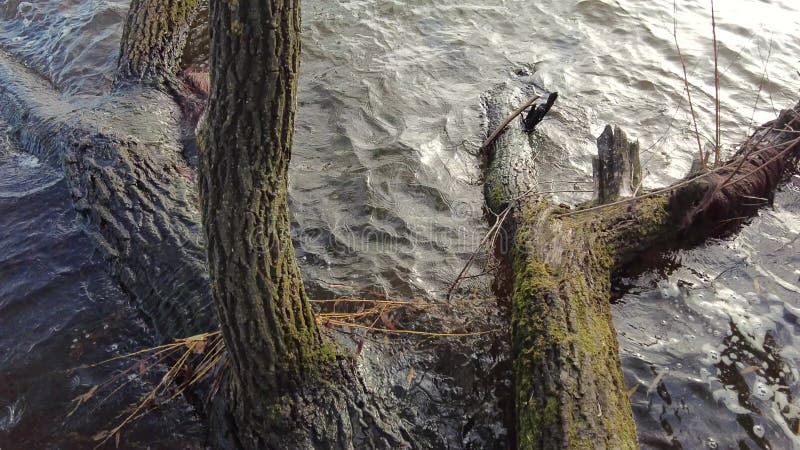 Big Damaged Old Tree in the Water Stock Video - Video of large ...