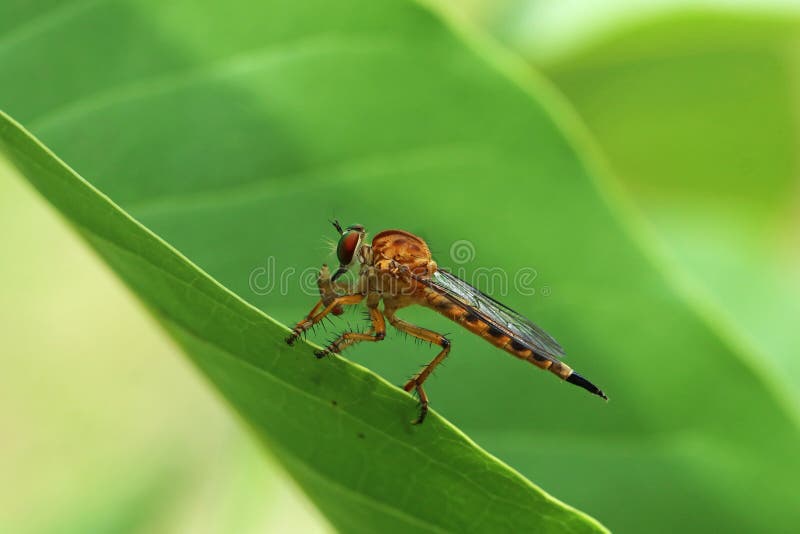 Big Damselfly Fly Catching a Bug Stock Photo - Image of bugs, bait ...
