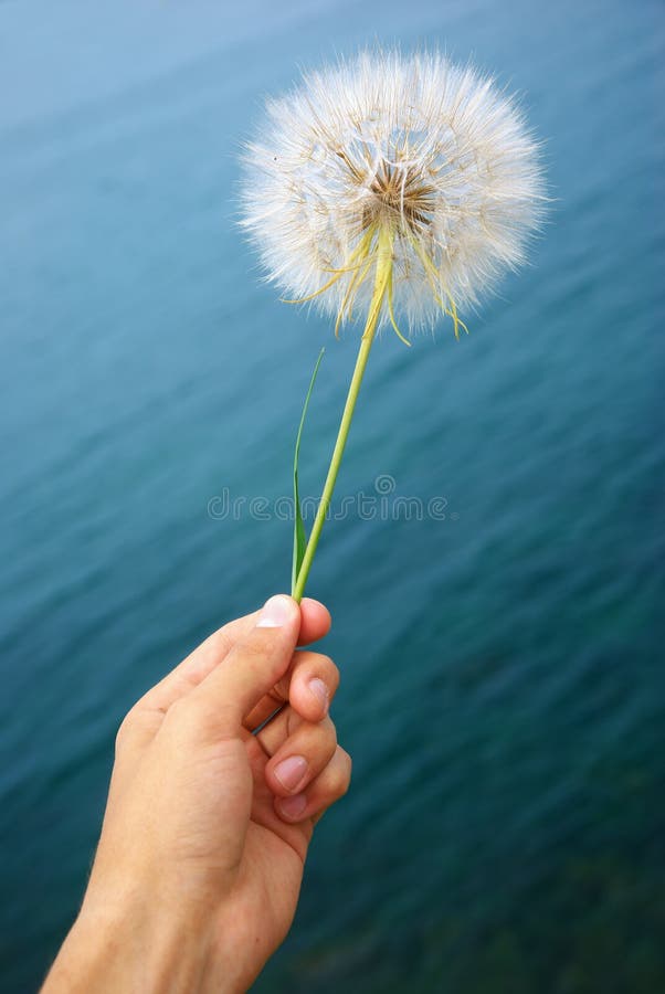 Big dandelion stock image. Image of parachute, herb, activity - 17228513