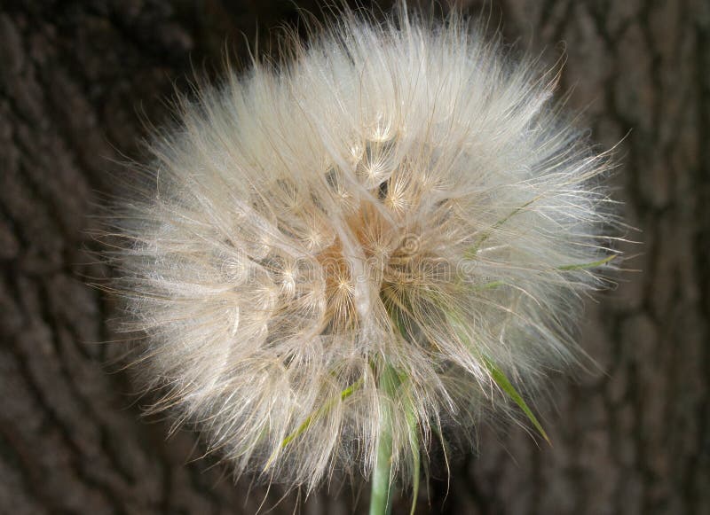 Big Dandelion on a Brown Background Stock Photo - Image of season, seed ...