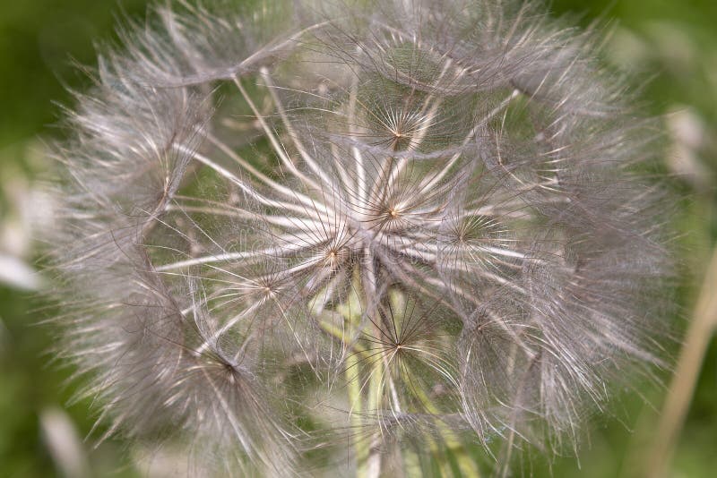 Big Dandelion Flower Photographed Stock Photo - Image of fragility ...