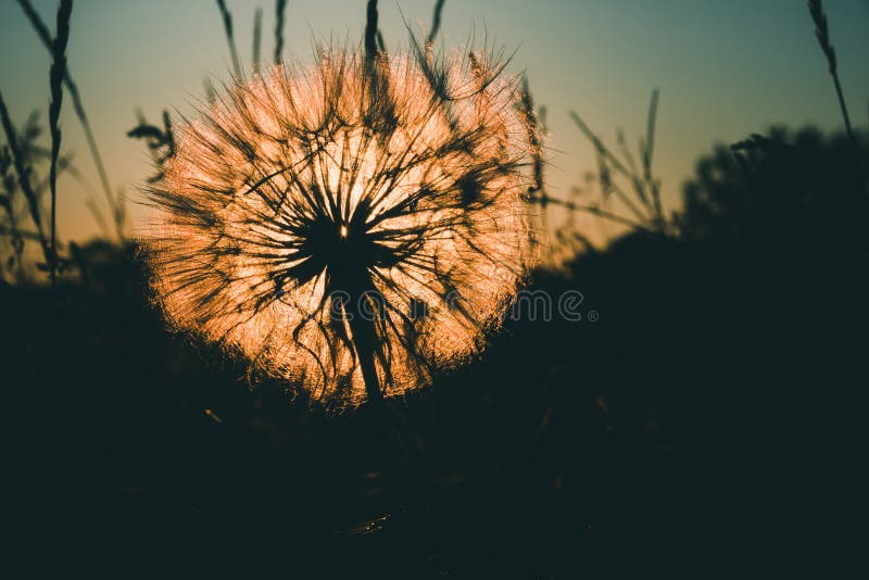 Big Dandelion in Front of Setting Sun. Darkened and Vignetted Stock ...