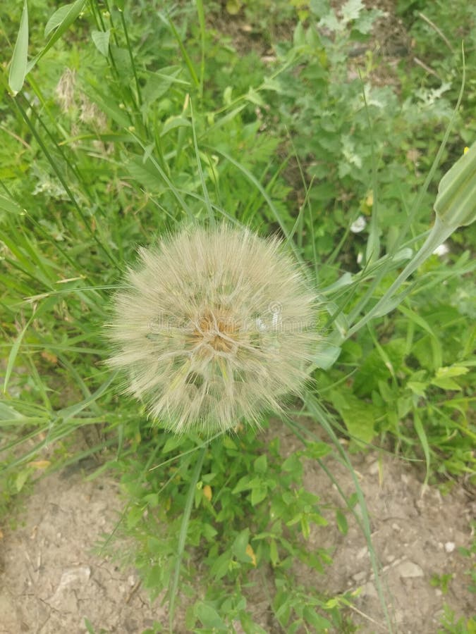 Big dandelion opened stock image. Image of herb, dandelion - 222178983
