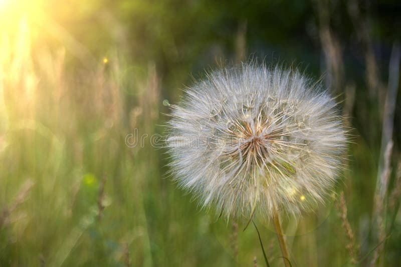 The Big Dandelion Plant on the Grass Stock Image - Image of soft, park ...