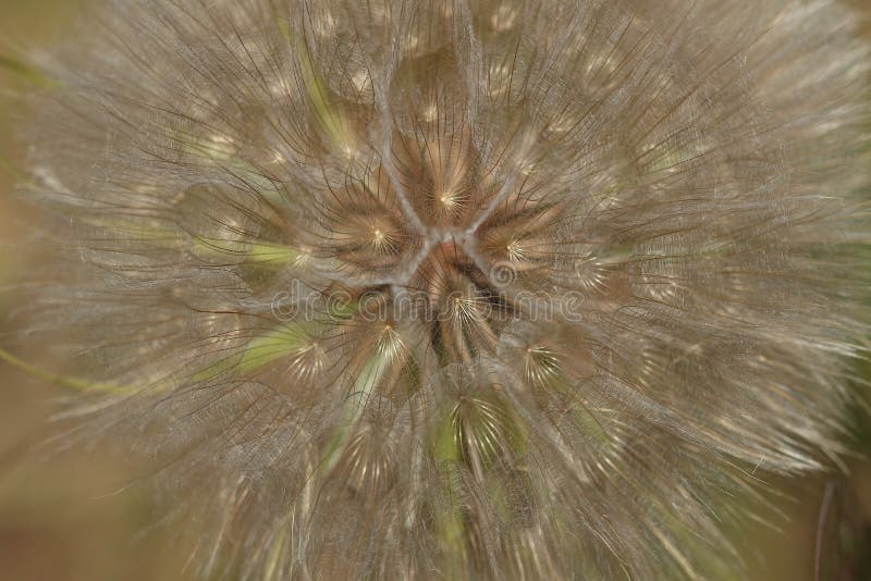 Big dandelion. stock image. Image of garden, plant, green - 223579117