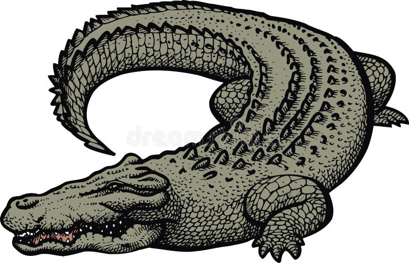 Alligator Scale Stock Illustrations – 739 Alligator Scale Stock ...