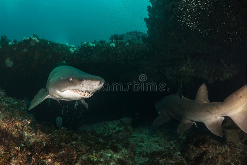 Big Dangerous Smiley Shark Posing and Swim in the Dark Water Stock ...