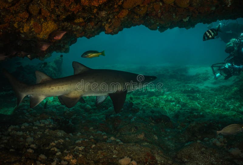 Big Dangerous Smiley Shark Posing and Swim in the Dark Water Stock ...