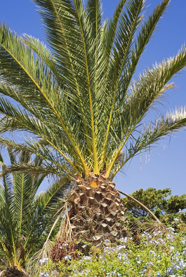 Big Date Palm Marseille Stock Photos - Free & Royalty-Free Stock Photos ...