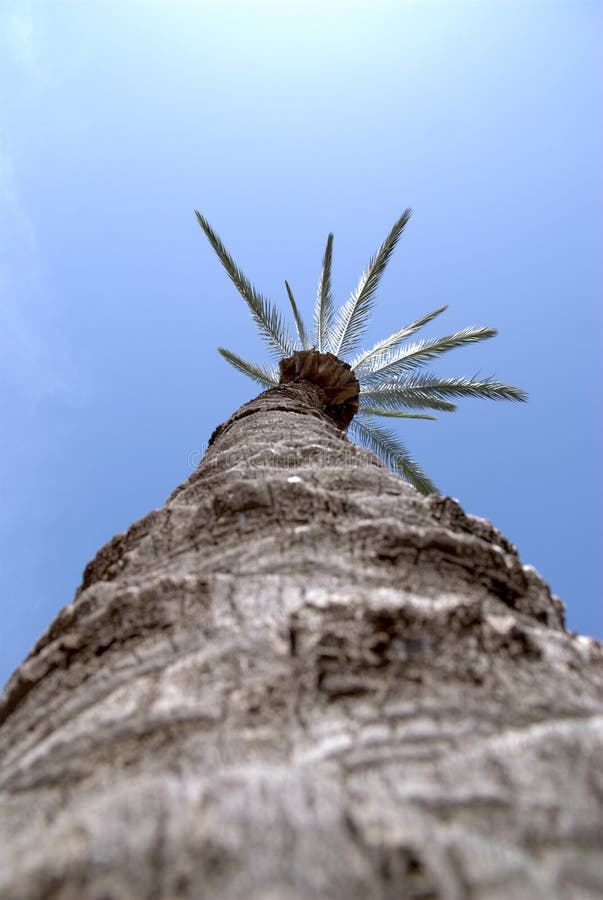 The Big Dates Tree Picture. Image: 7608806