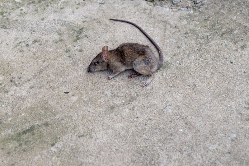 Big Dead Brown Rat on the Ground Stock Image - Image of poisoning ...