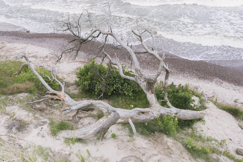 Dead tree shore stock photo. Image of power, tree, dead - 113940538