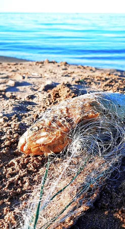 A Big Dead Fish in a Fishing Net Stock Photo - Image of close, ecology ...