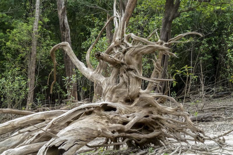 Big Dead Root of a Rainforest Tree at the Riverbank, Amazon Rainforest ...