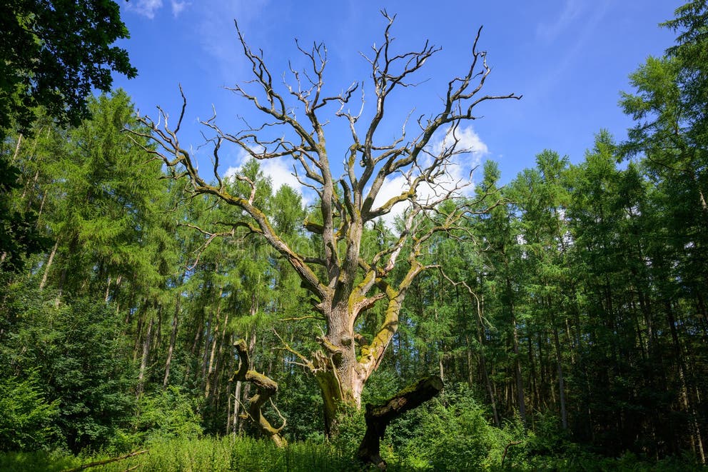 A Big Dead Tree in a Deciduous Forest Stock Photo - Image of place ...