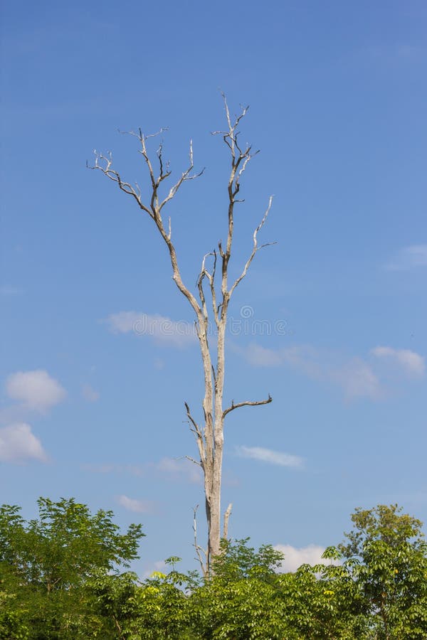Big dead tree stock image. Image of single, branch, outdoor - 82060427