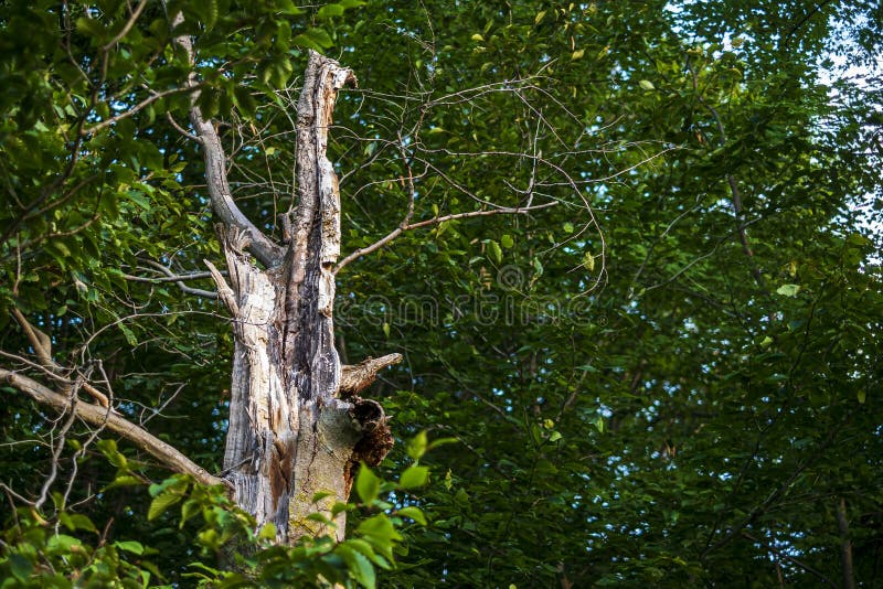 Big Dead Tree in a Forest at Sunset Stock Image - Image of light ...