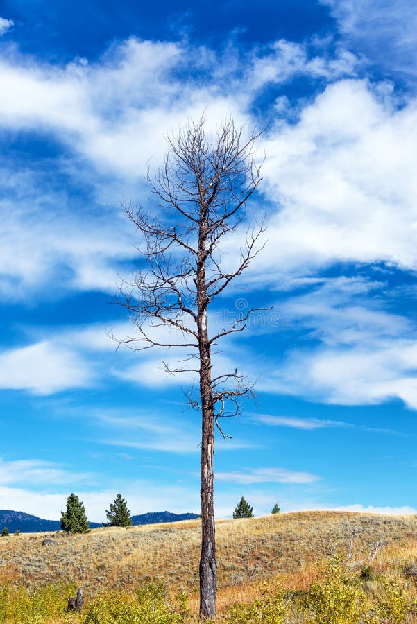 Big Dead Tree Vertical View Stock Photos - Free & Royalty-Free Stock ...
