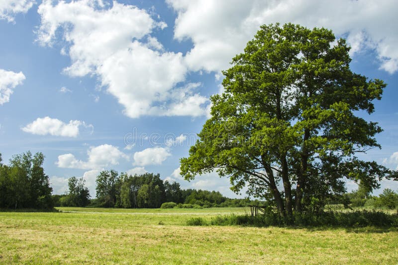 Big Deciduous Tree and a Dry Meadow Stock Photo - Image of leafs ...