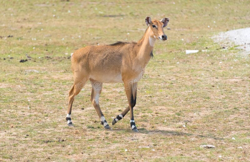 Big Deer on a Country Safari Farm Stock Image - Image of grass ...
