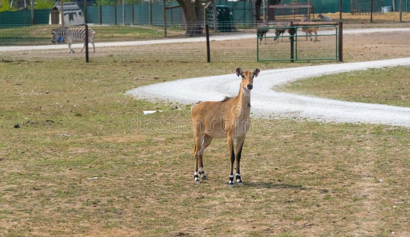 Big Deer on a Country Safari Farm Stock Image - Image of asia, antlered ...