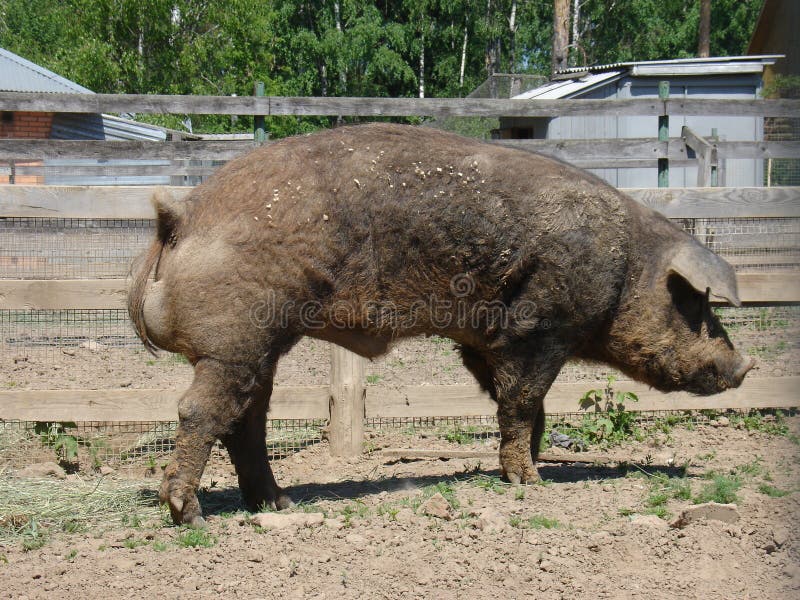 Big dirty hog stock photo. Image of pigsty, industry - 83135554