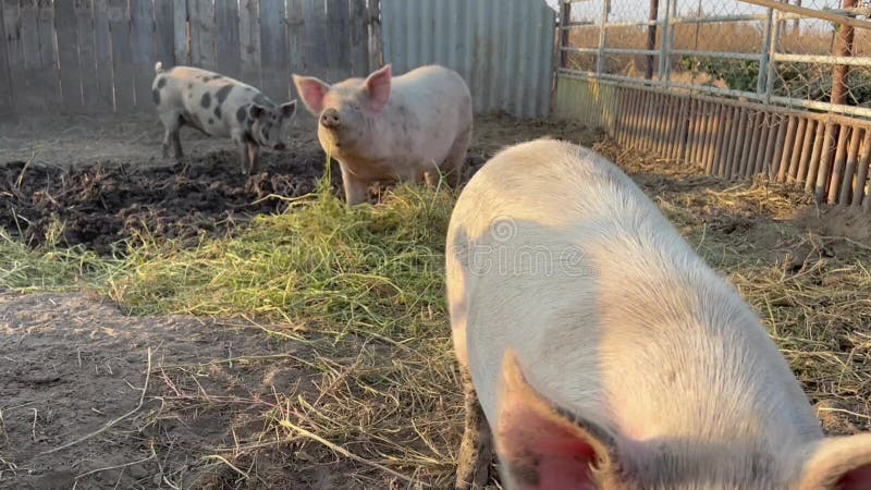 Big Dirty Pigs that Lives in a Cage, a Small Farm for Pigs Stock ...