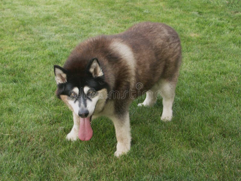Big Dog stock photo. Image of pink, canine, tongue, summer - 75568