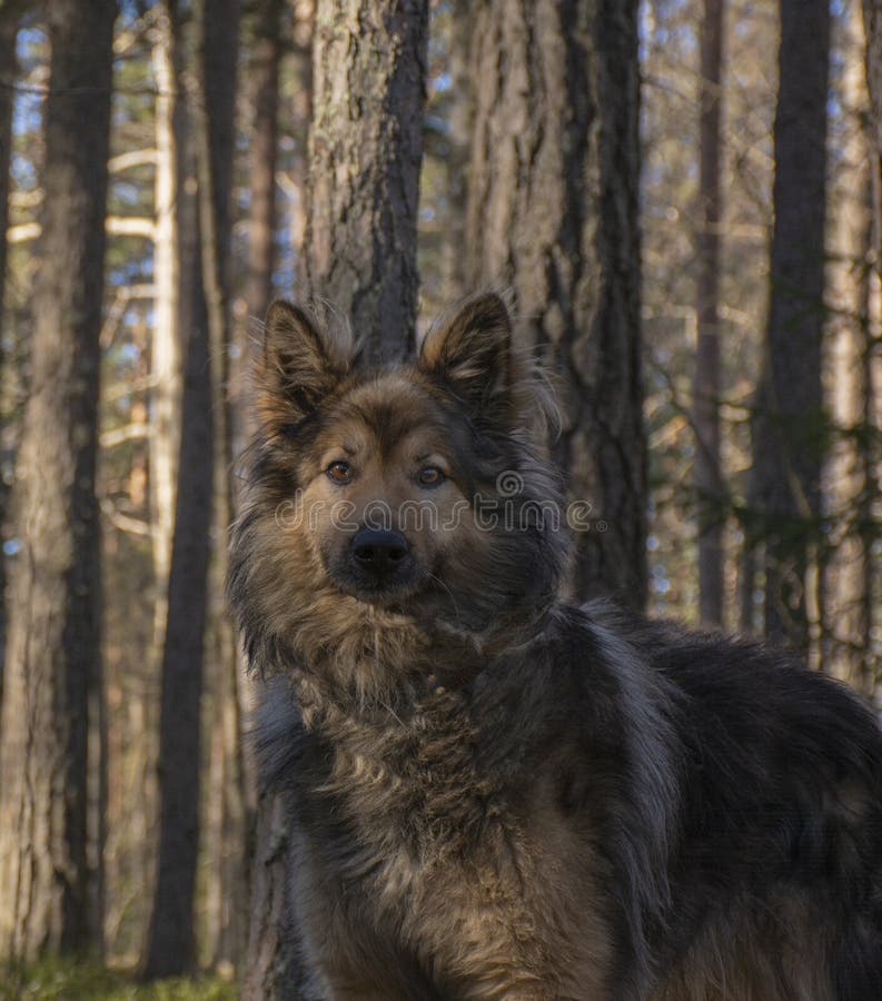 Big Dog on the Background of Pines Stock Photo - Image of fluffy ...