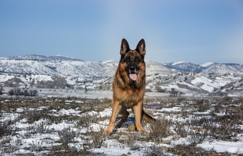 Big Dog of Breed German Shepherd on the Background of Mountains Stock ...