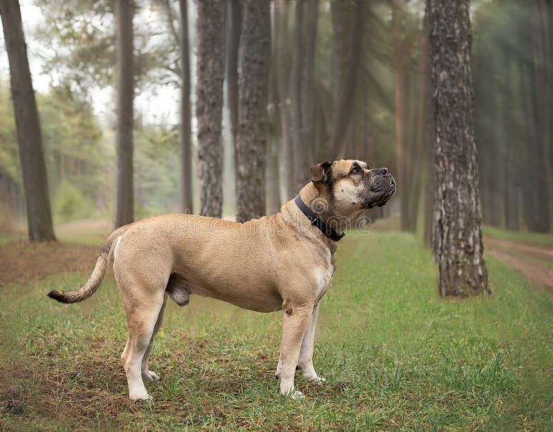 Big Dog Cadebo in the Forest. Huge and Cute Dog for a Walk in the ...