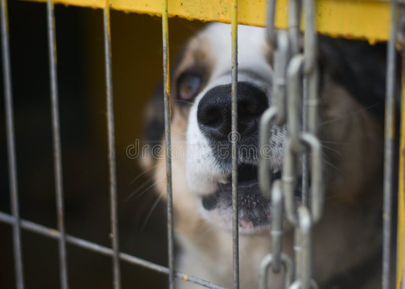 Big Dog on a Chain Behind Bars Barks Stock Photo - Image of loud ...