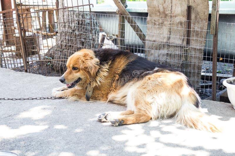 Big dog on a chain stock image. Image of danger, dangerous - 181862941