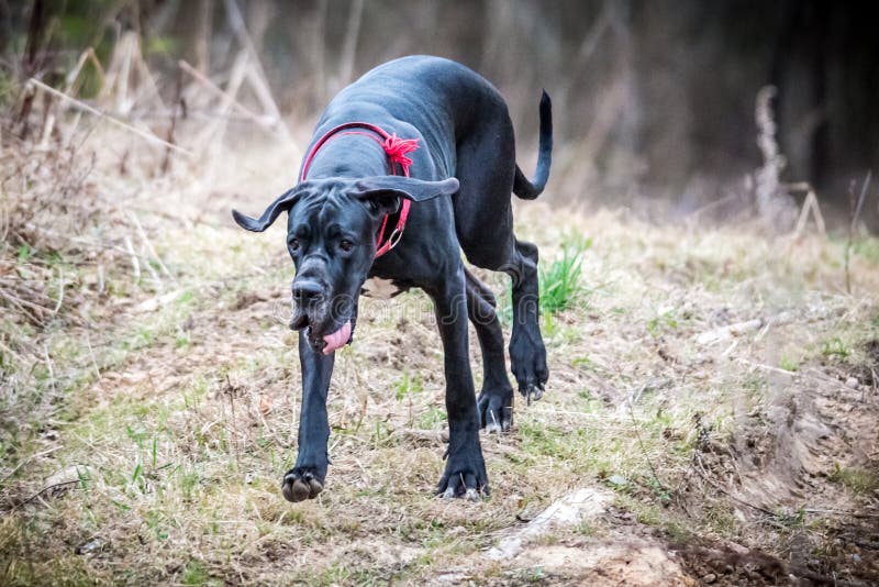 Big dog in forest stock image. Image of guard, biggest - 77588983