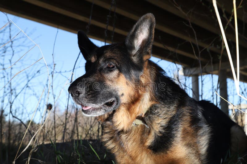 Big Dog German Shepherd Under Bridge Outdoors Stock Image - Image of ...