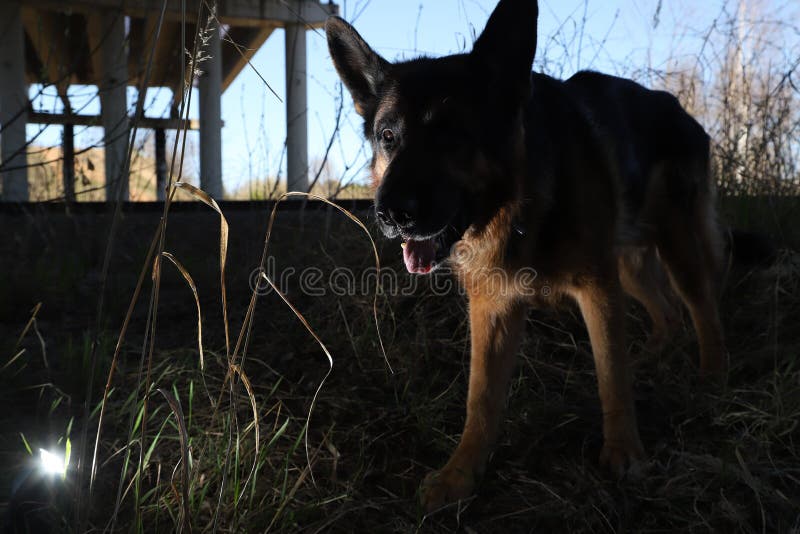 Big Dog German Shepherd Under Bridge Outdoors Stock Image - Image of ...