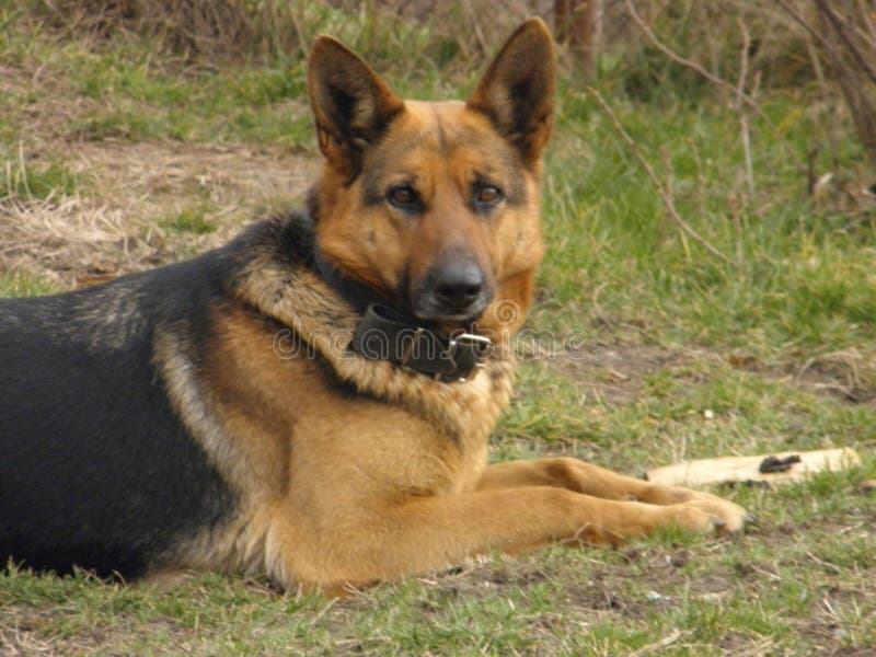 Beautiful Dog on the Ground Stock Image - Image of beauty, botany ...