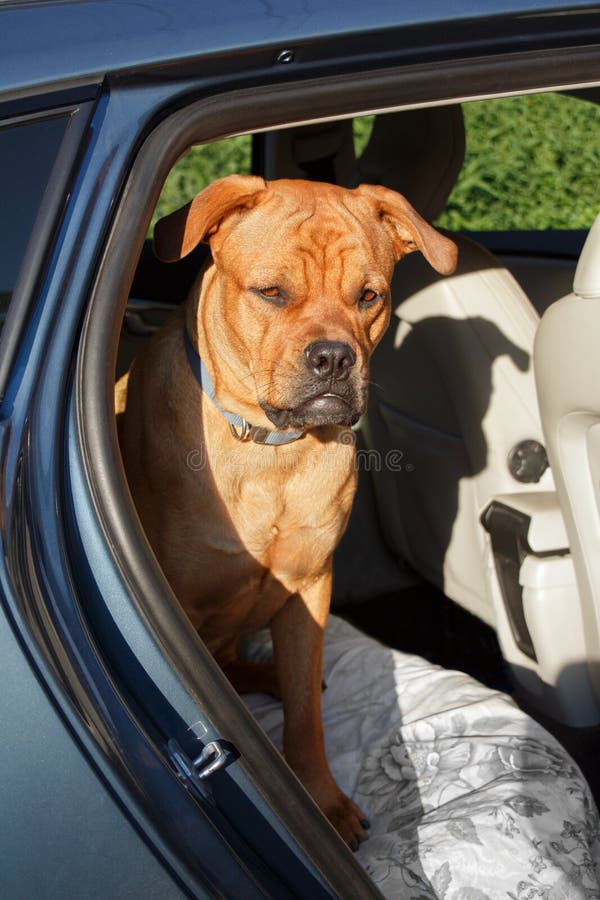 Big Dog on Guard and Looking Attentive in Back End of a Car Stock Photo ...