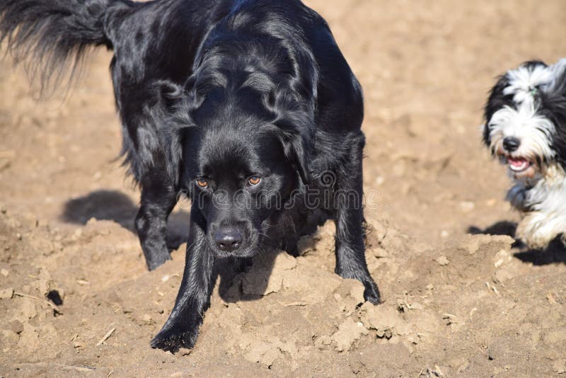 Dogs romping around stock photo. Image of black, romping - 211179924
