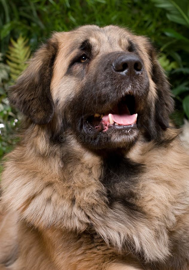 Big dog Leonberger stock photo. Image of friend, canine - 5335578