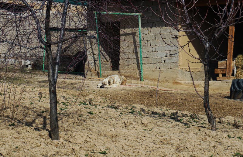 A Big Dog is Lying in Front of the Barn Stock Photo - Image of outdoors ...