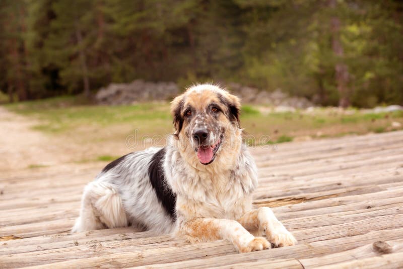 Big Dog Lying Outdoors on the Wooden Bridge Logs Stock Image - Image of ...