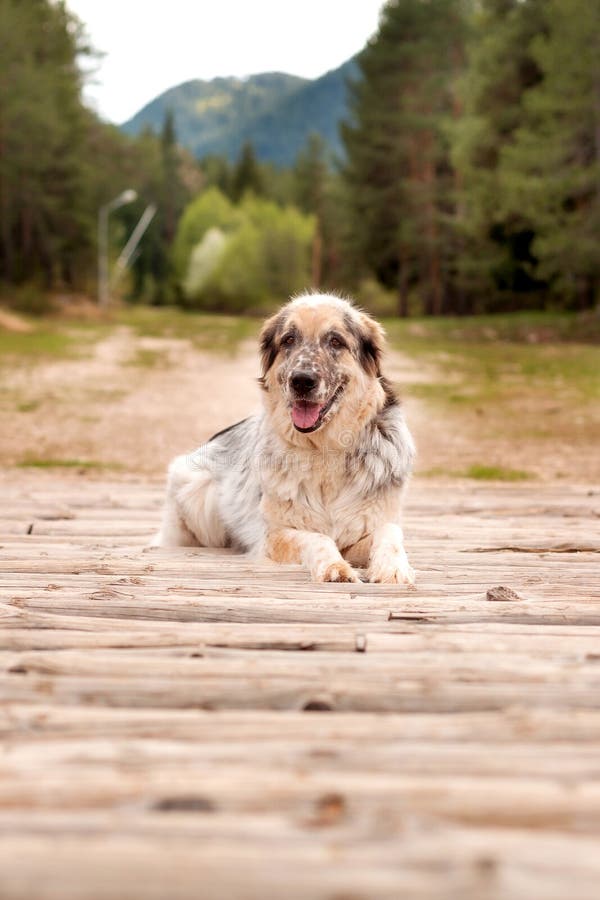 Big Dog Lying Outdoors on the Wooden Bridge Logs Stock Image - Image of ...