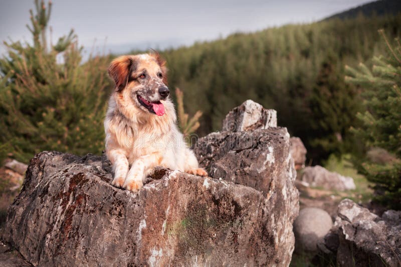 Big Dog Lying on the Stone in the Forest Stock Image - Image of nature ...