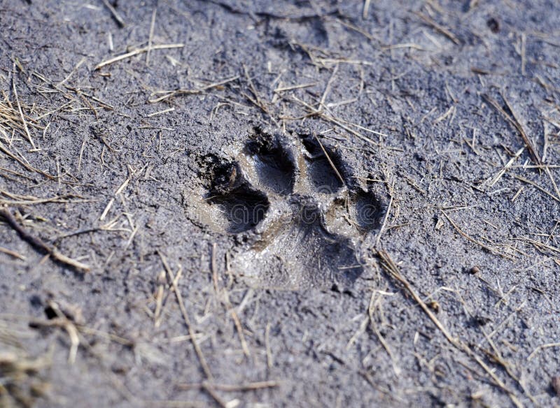 Big Dog Paw Print on the Ground Stock Photo - Image of texture, rough ...