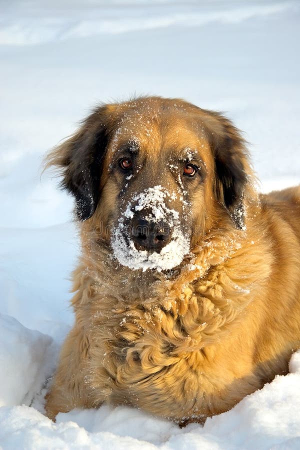 Big Dog Playing in the Snow Stock Photo - Image of playful, nose: 348526