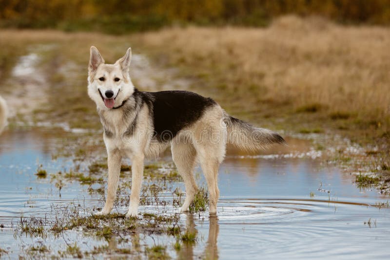 Big dog in puddle stock image. Image of friend, natural - 109096993