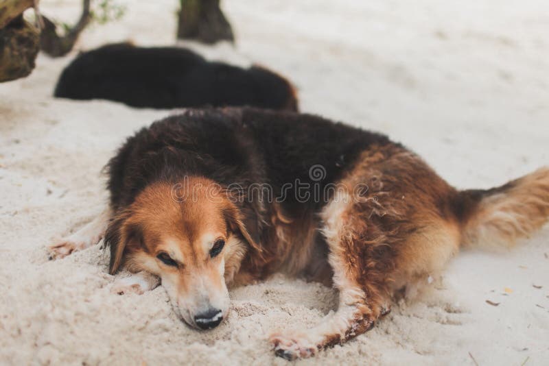 Big Dog Resting on the Sand during the Day Stock Photo - Image of relax ...