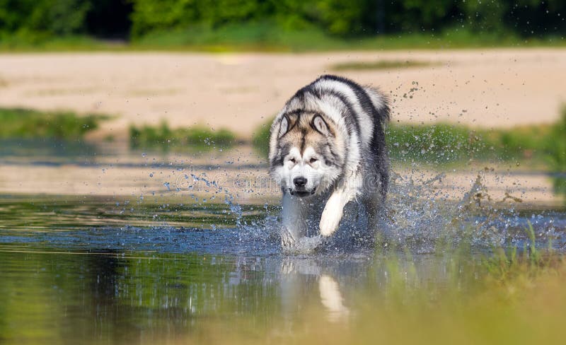 Big Dog Running Along the River Stock Photo - Image of purebred ...